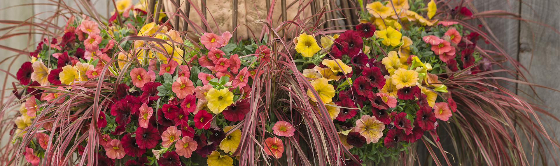 Fall Container Garden Ideas - Town & Country Nurseries