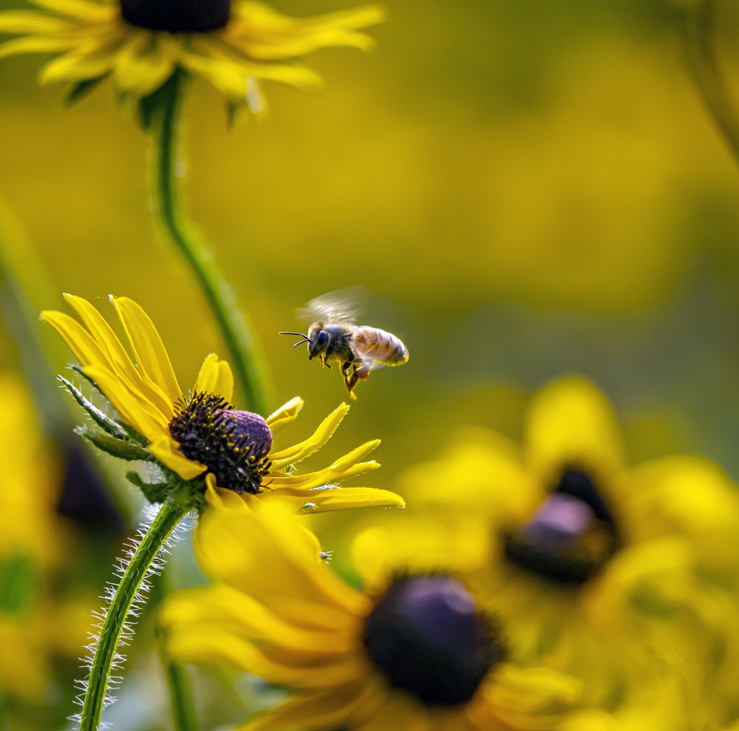 September is Pollinator Month: Plants That Keep Bees & Butterflies ...
